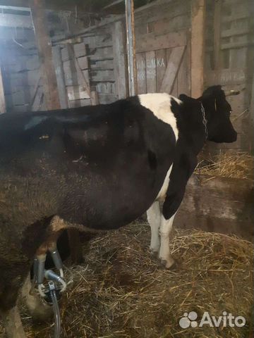 Корова на молоко