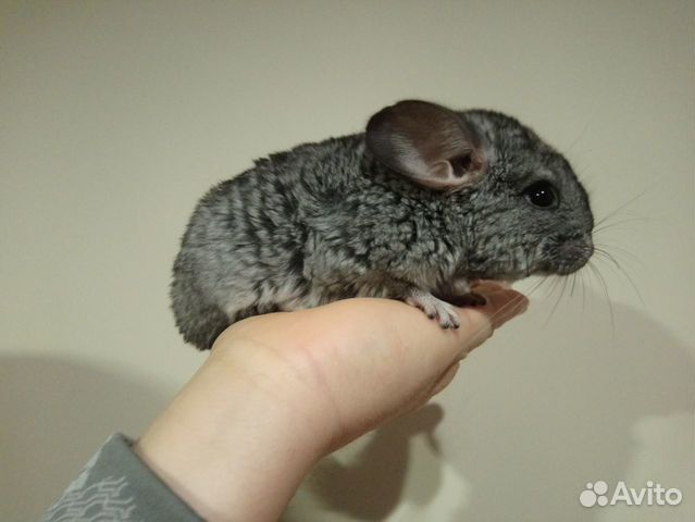 Продам шиншилленка - девочка