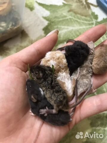 Мышки сатин рекс