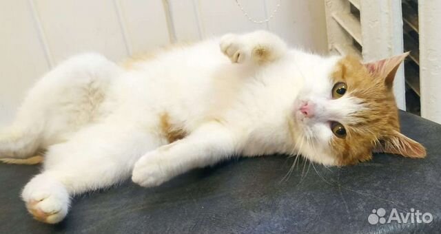 Молодой котик в добрые руки