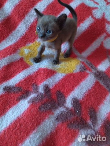 Малыши Бурмаши