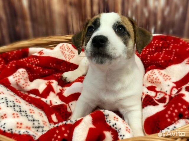 Джек Рассел терьер щенок мальчик