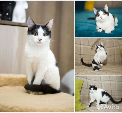 Котёнок 4 месяца