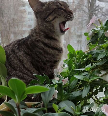 Тигруся кошечка в год тигра