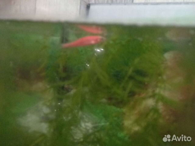 Аквариумные рыбки