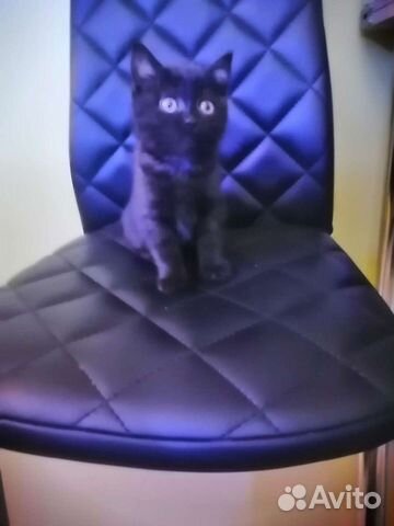 Котенок скотиш страйт