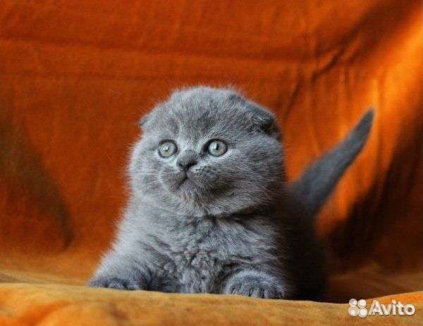 Какосик готов к продаже