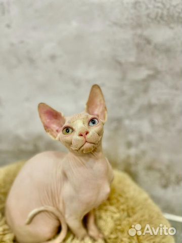 Канадский сфинкс