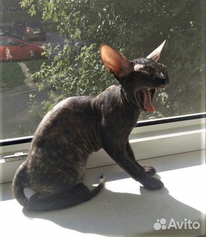 Продаю донского сфинкса