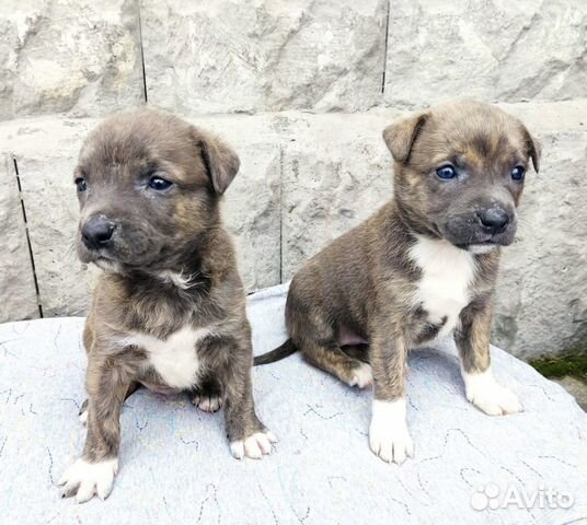 Стаффордширский терьер щенки в добрые руки