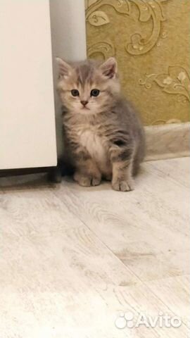 Шотландские прямоухие котята