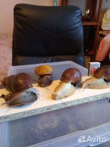 Улитка ахатина 5 шт