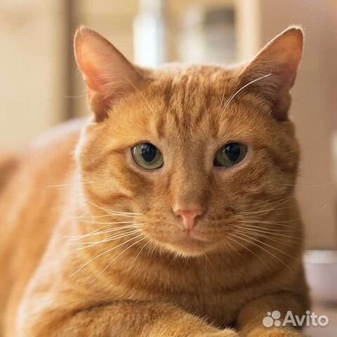 Рыжий котик в добрые руки