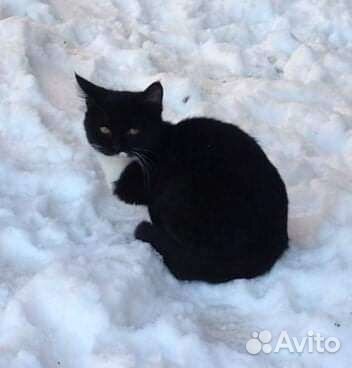 Кошка