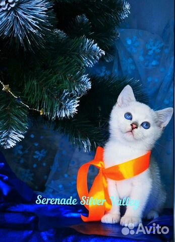 Синеглазые котенок Тигренок