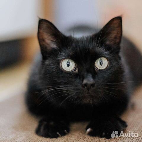 Уютная Шанечка