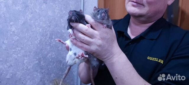 Крысы и клетка