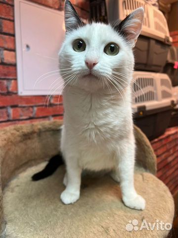 Кошечка Кэтси 1,5 года ищет семью