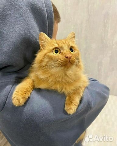 Кошка в добрые руки