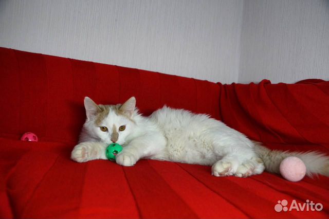Пушистый котёнок в добрые руки