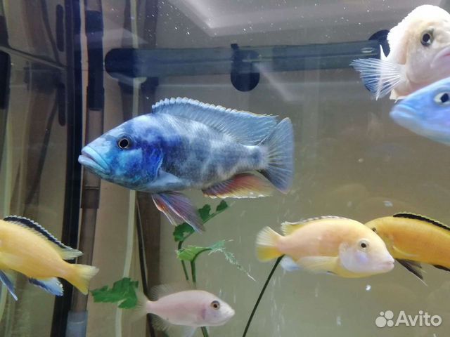 Цихлида Ливингстона