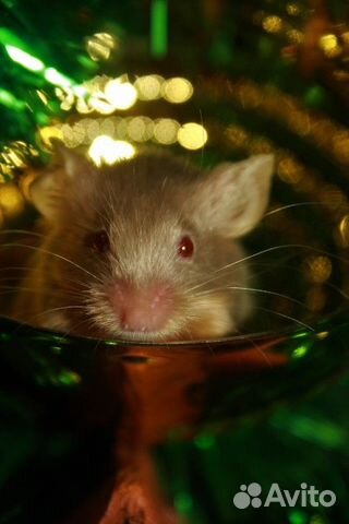 Новогодние хвостики