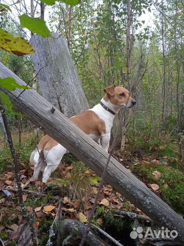 Породистый Джек Рассел Терьер ищет подругу