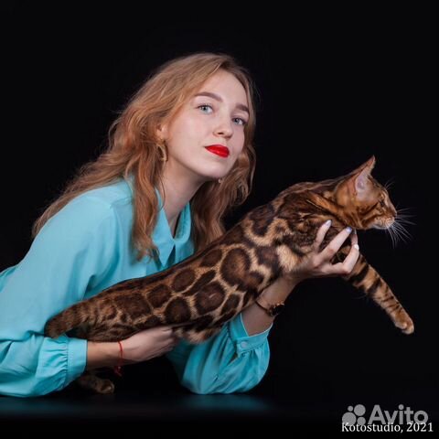 Бенгальские кошки и коты в разведение