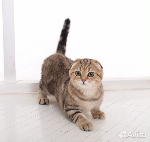 Шотландская кошечка подросток