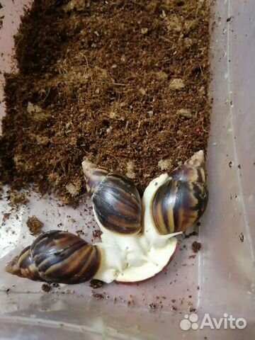 Улитки ахатины