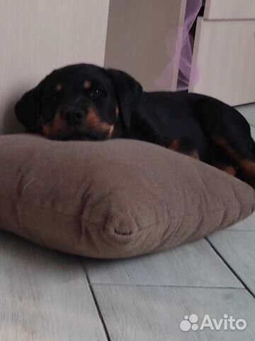 Ротвейлер