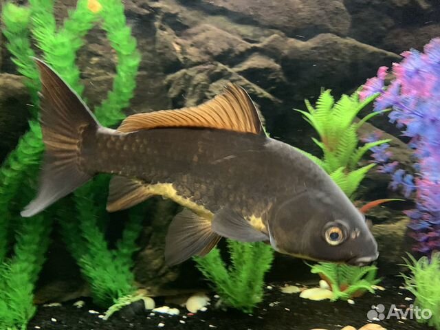 Аквариумный карп большой