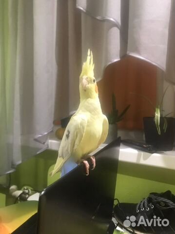 Попугай корелла