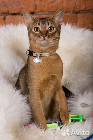 Отдам абиссинская