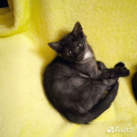 Кошки в добрые руки бесплатно