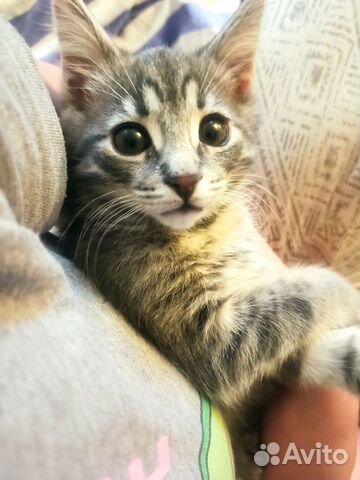 Отдам даром бесплатно кота
