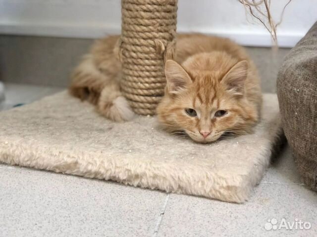 Рыжее чудо ищет дом