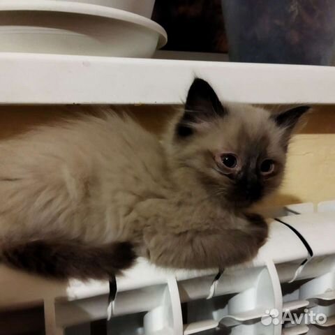 Кошечка