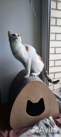 Кошечка Герда в добрые руки