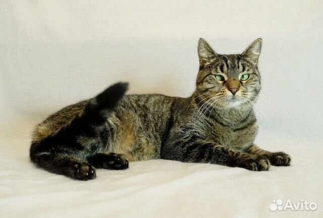 Кошка Мультяша, 1 год, ищет дом