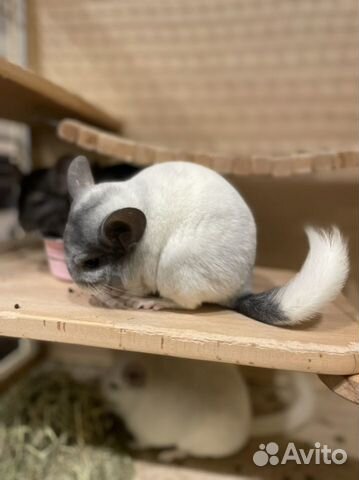 Шиншилла Эбони 4 мес