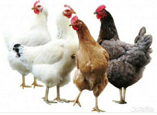 Куры несушки домашние