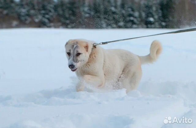 Добрая и нежная алабайка Гульшан ждёт семью в Лесн