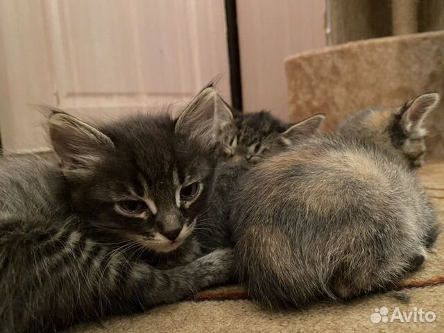 Котята бесплатно