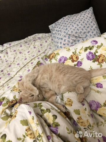 Ласковый котик