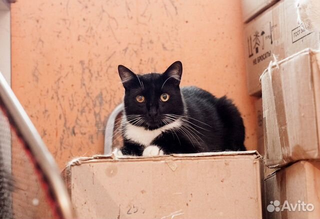 Котик Черчиль ищет дом