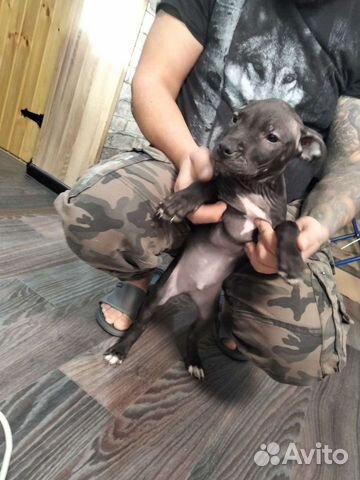 Американский питбуль терьер