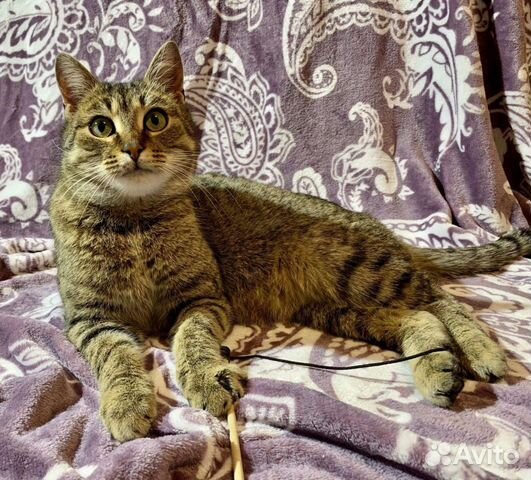 Котенок ищет дом и семью