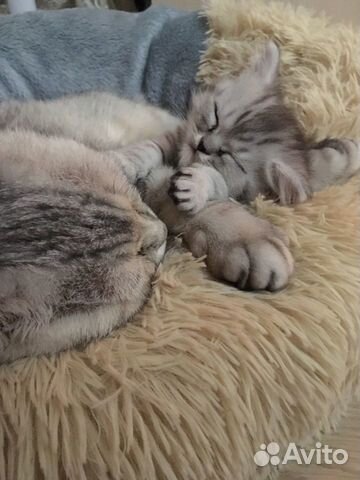 Продам котенка мальчика породы скоттиш страйт, род