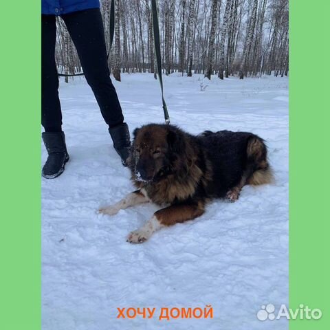 Кавказская овчарка ищет добрые руки